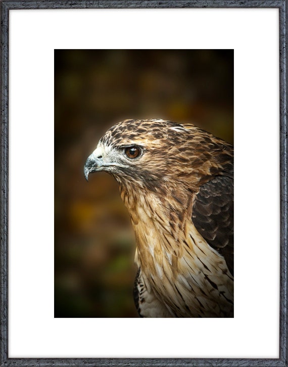 Red Tail Hawk Portrait in West Michigan No.304 A Wildlife