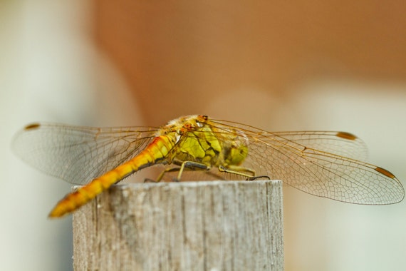 Dragonfly resting by Sdegeusphotography on Etsy