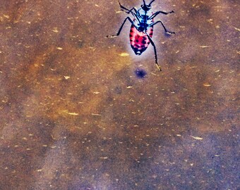 Bugs and kisses | Etsy