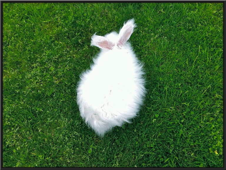 Bunny in Grass Fine Art Bunny Photography Home by invisibletoast