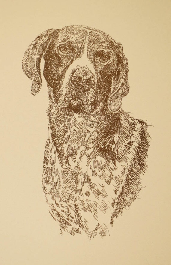 German Shorthaired Pointer dog art portrait drawing from