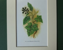 Popular items for ivy print on Etsy