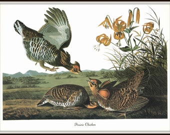 Prairie chicken | Etsy