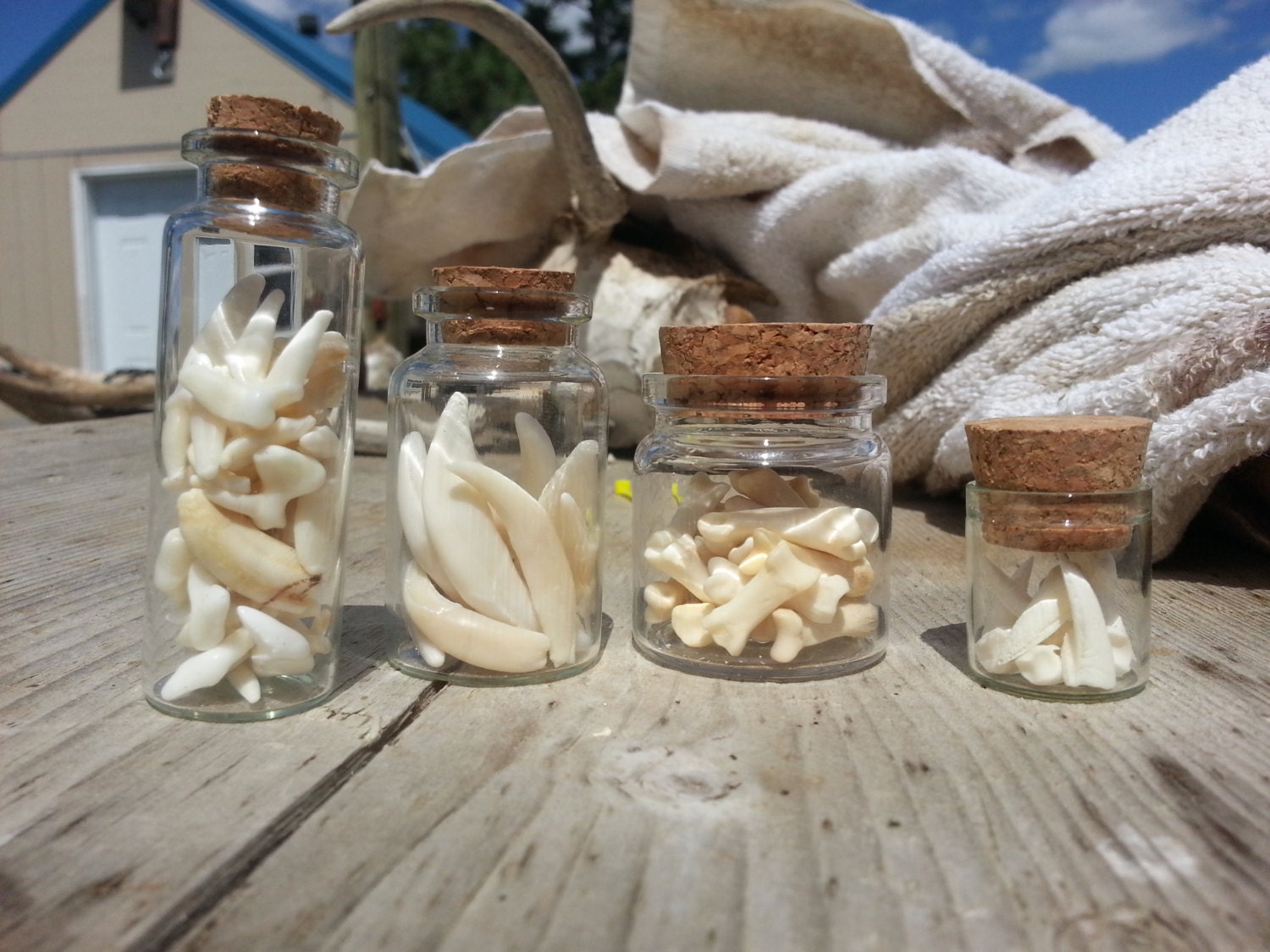 Real Animal Teeth Assorted Species 25 Pieces Stock No.