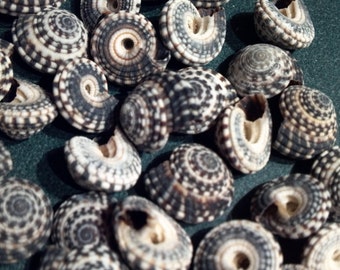 Bulk seashells | Etsy