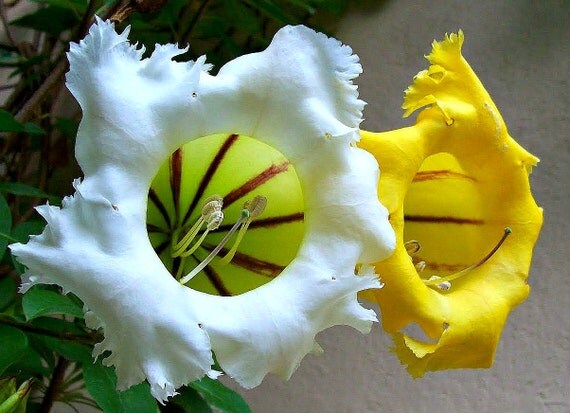 Solandra grandiflora - Alchetron, The Free Social Encyclopedia