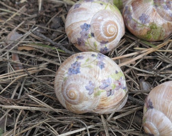 Unique land snail shell related items | Etsy