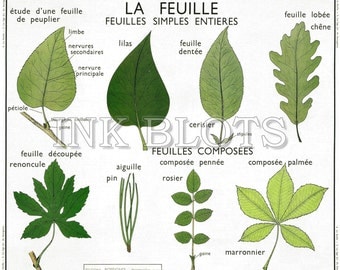 Popular items for leaf leaves on Etsy