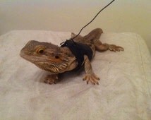 Popular items for lizard clothes on Etsy