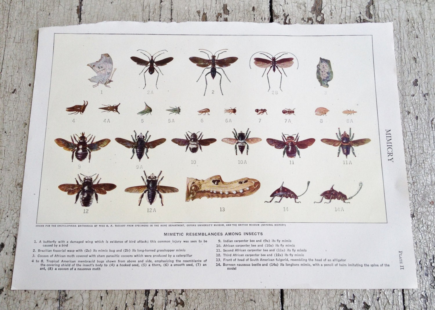 Vintage Encyclopedia Britannica Insect by WarmSpacesInYourHome