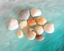 Popular items for seashell crafts on Etsy