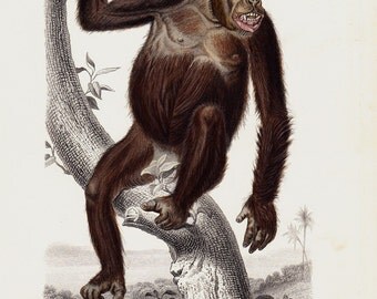 Ape simian monkeys | Etsy