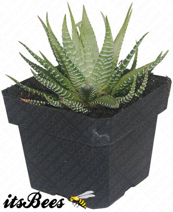 Variegated Zebra Haworthia Fasciata Aloe Succulent Plant