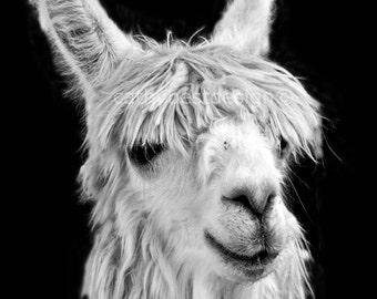 Llama photo | Etsy