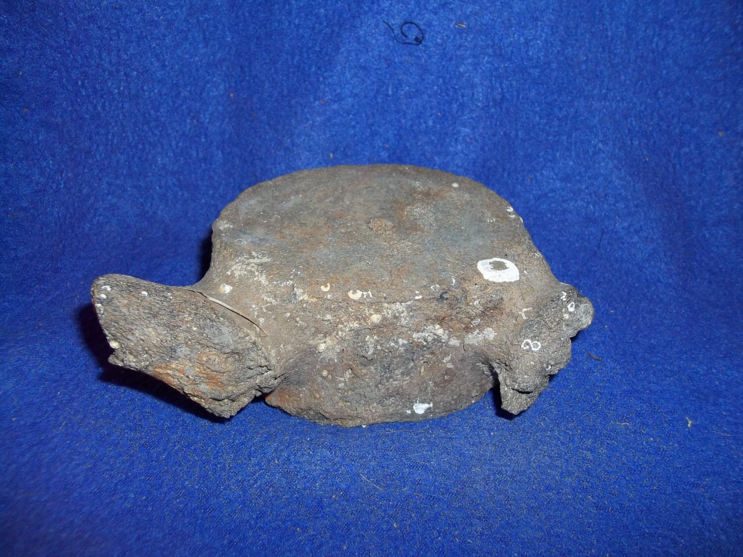 petrified fossilized dinosaur vertebra bone stone by weirdandwild