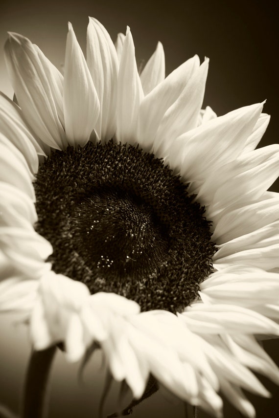 Items similar to Large Photography, Sepia Sunflower Photography, Floral ...