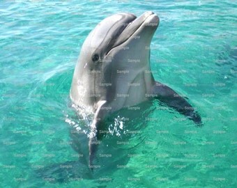 edible dolphin – Etsy