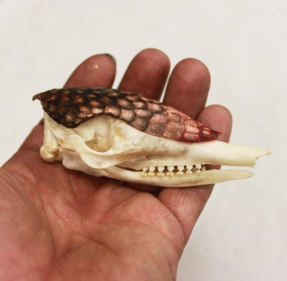 Armadillo Skull