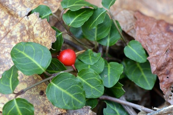 PARTRIDGE BERRY 60 live plants birds LOVE the berries