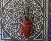 Items similar to roach cockroach bug toy halloween insect goth gothic ...