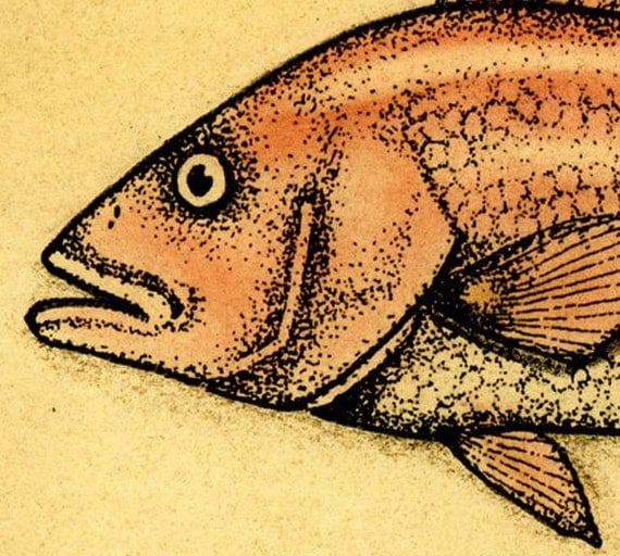 Red Snapper Art Print Fish Drawings Saltwater Fish Fishing