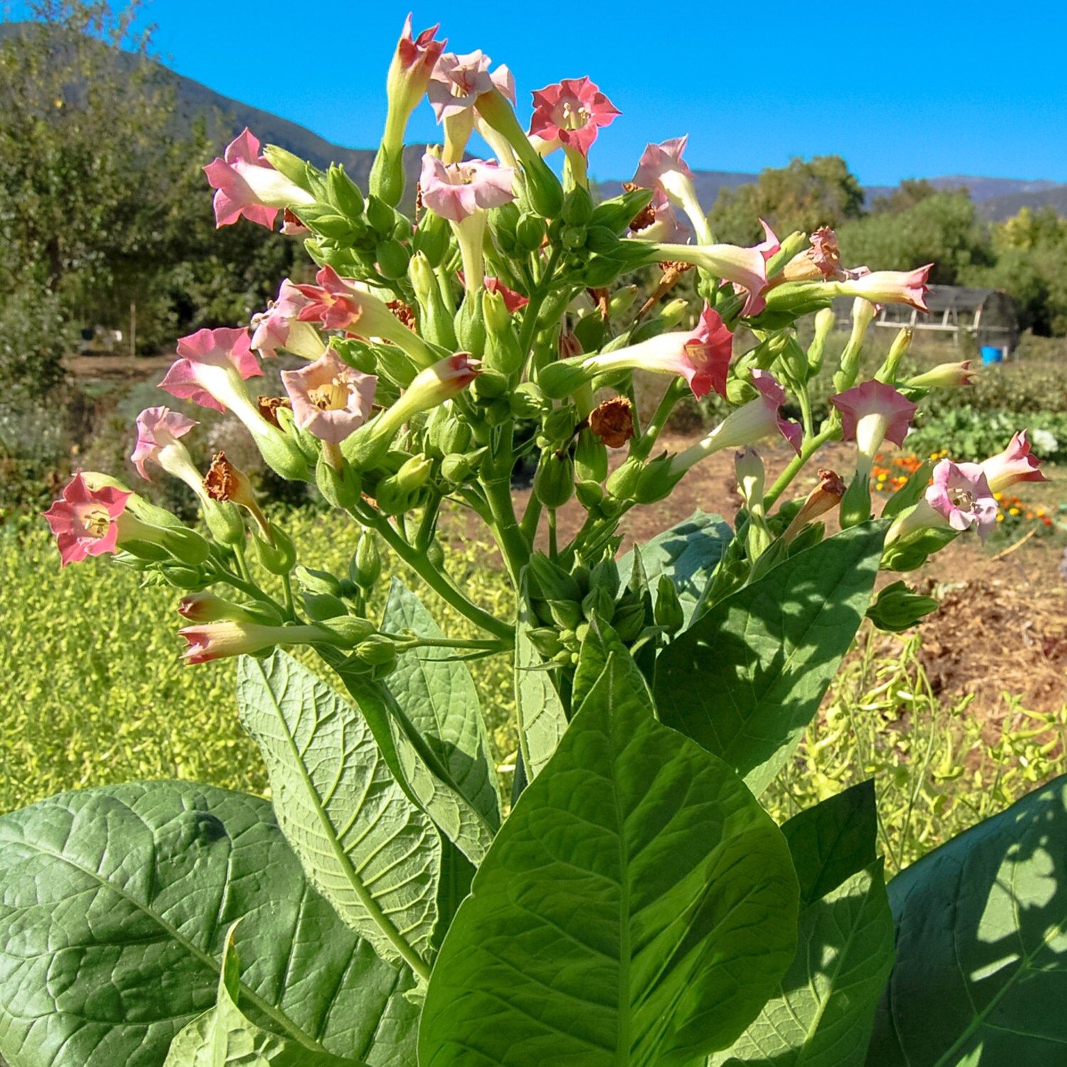 Nicotiana tabacum Farm Original Variety Seeds 350: