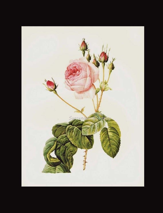 Great Cabbage-leaved Rose Redoute Rosa Centifolia Bullata