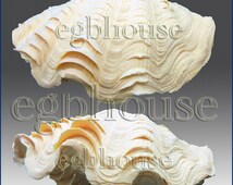 Popular items for giant clam shell on Etsy