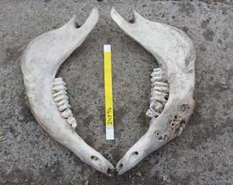 Cow jaw bone | Etsy