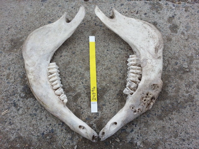 Nature Cleaned Cow Lower Jaw with Pathology Lot No. 24896Y