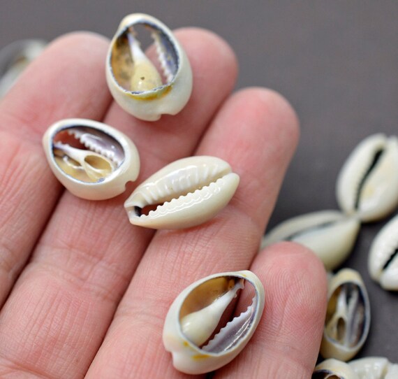 Cowrie Shell 50pc 1/2 3/4 inch Sliced Cowrie Shells