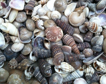 Tiny seashells | Etsy