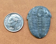Popular items for trilobite pendant on Etsy