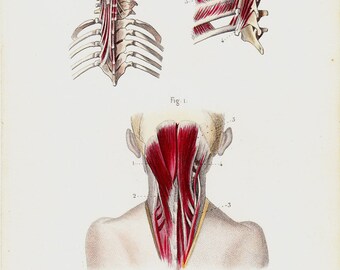 Popular items for naper on Etsy