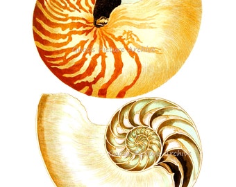 Nautilus shell art | Etsy