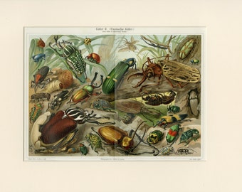 Antique insect print | Etsy