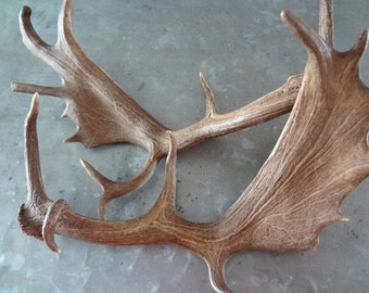 Popular items for palmate antler on Etsy