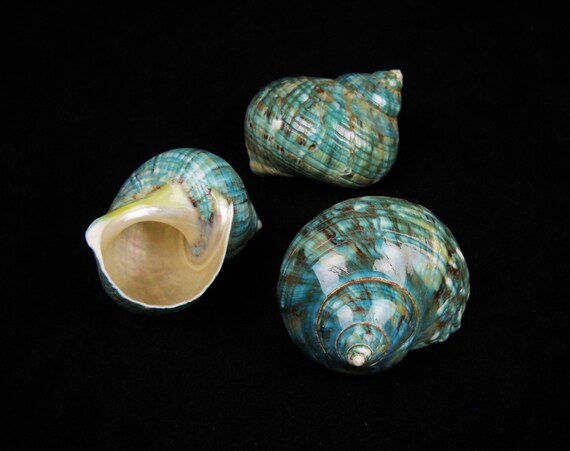 33.5 Turbo Shell polished jade green seashell
