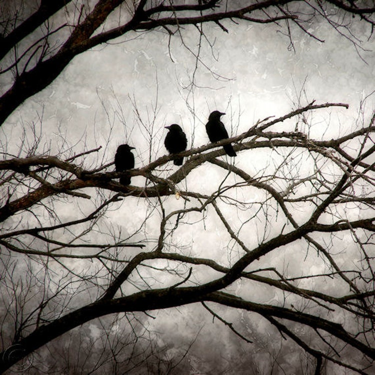 Crow Photography Black Crow Print 3 Crows by BeneathNorthernSkies
