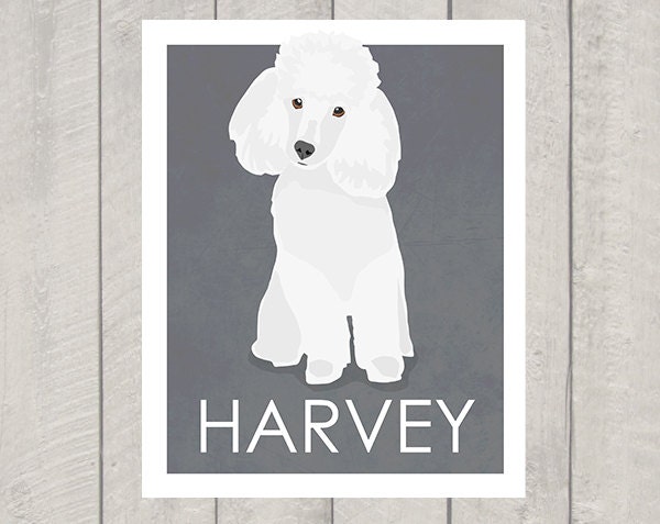 White Miniature Poodle Art Print Custom Dog Art