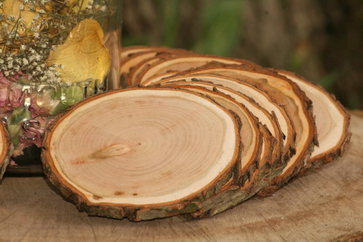 Rustic Wood Disc 150 Dried Tree Slices Cherry Approximate 3 to