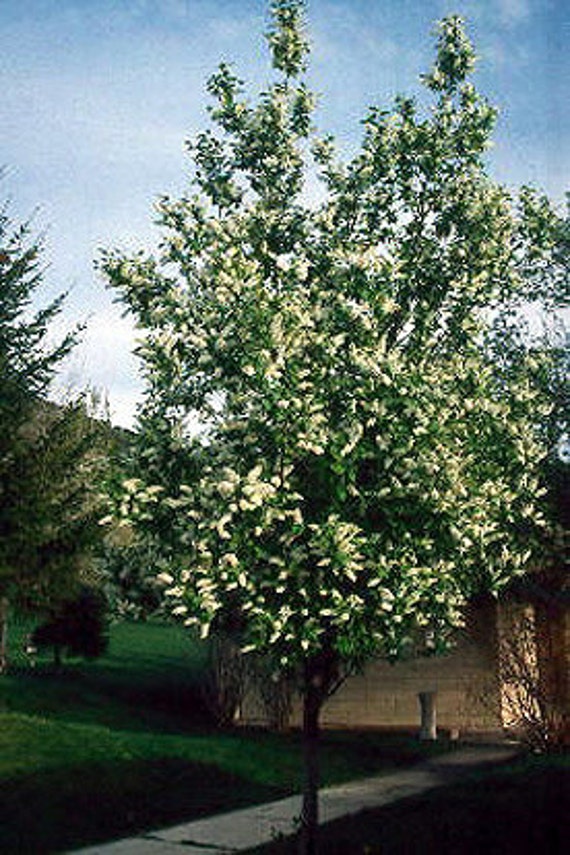 500 Black Chokecherry Seeds Prunus virginiana