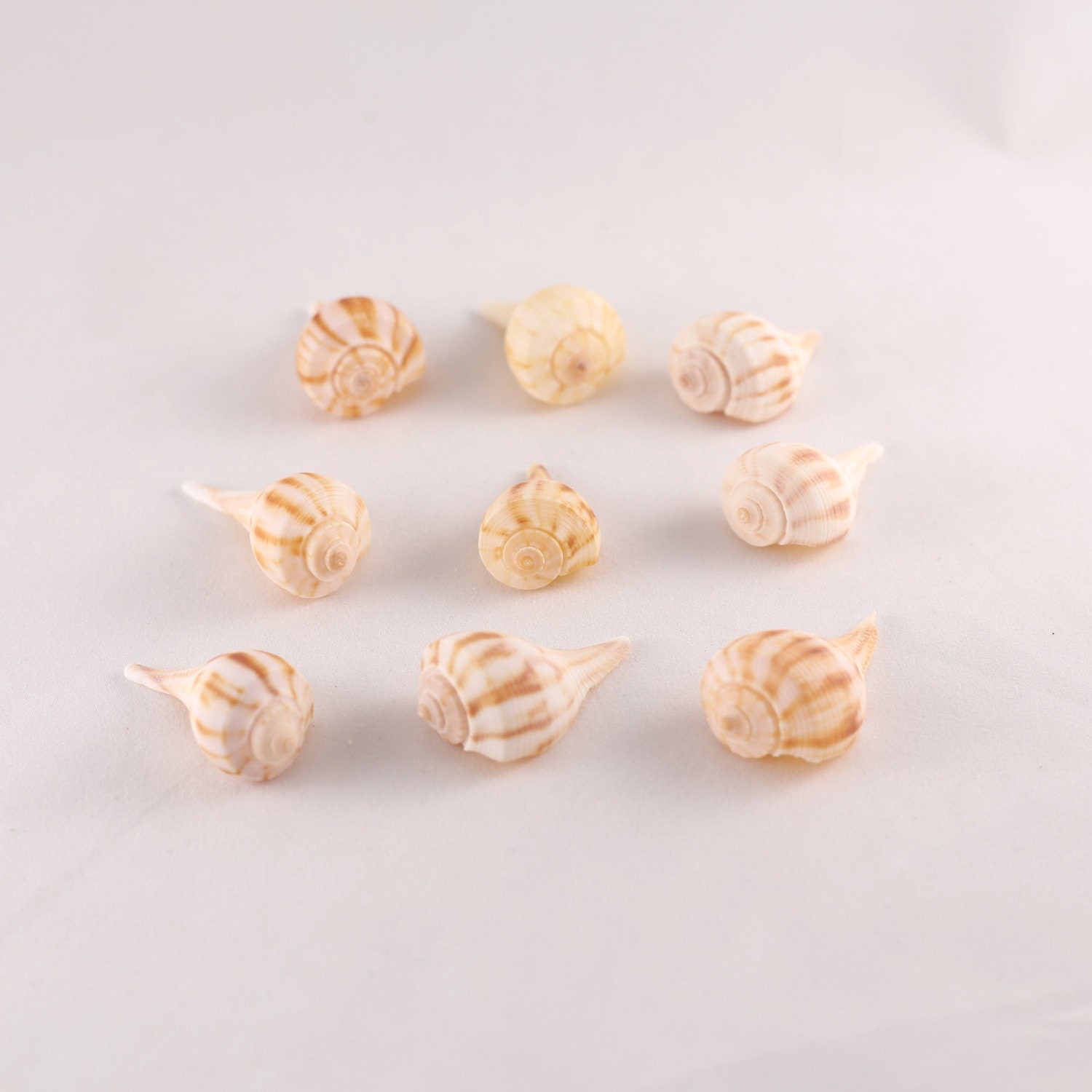 Pear Whelk Sea Shells 9 Medium