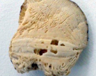 10 Gray Dosinia Shells shells for decorating by thebeachgirls