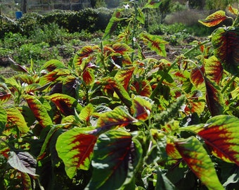 Popular items for callaloo on Etsy
