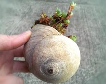 Unique moon snail related items | Etsy