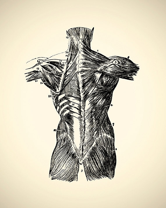 Anatomy 2 Fine Art Print by ScalaNaturae on Etsy