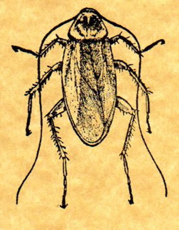 Cockroach Rubber Stamp by ButterSideDownStamps on Etsy