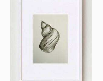 Shell number 3 Original pencil drawing on by SimpleArtStudio