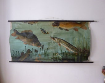 Freshwater fish | Etsy